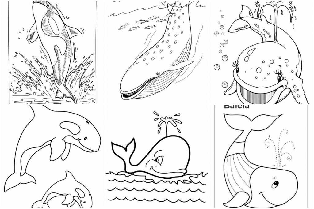Whales coloring pages